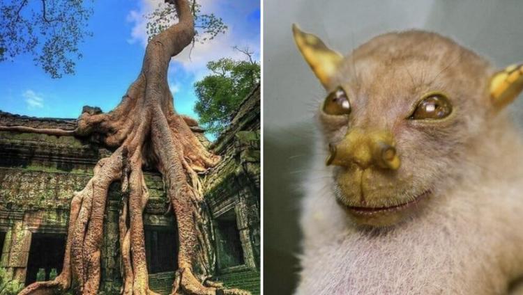 15 рідкісних явищ і фактів, побачити які – велика удача – Пошепки